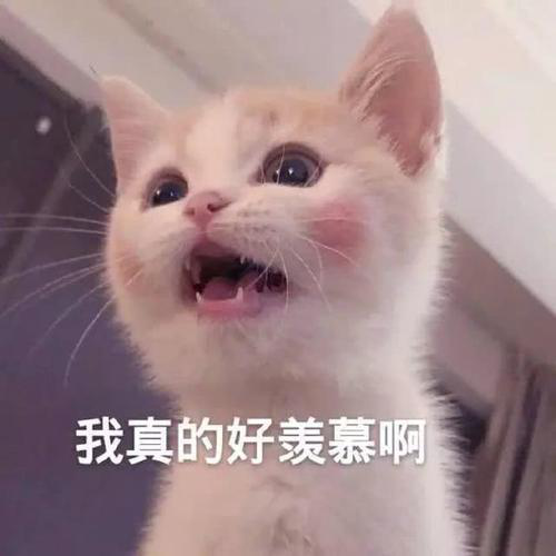 江苏阿飘高清音乐直播回放 江苏阿飘小视频 江苏阿飘神曲 江苏阿飘资料大全 YY LIVE